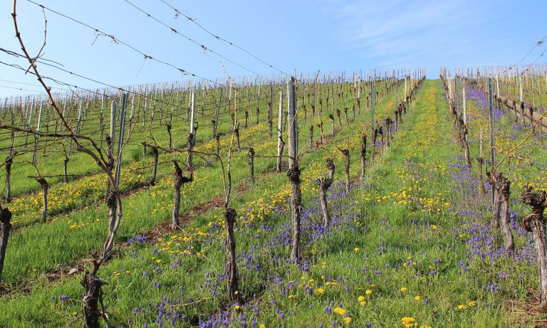 Öffnungszeiten + Veranstaltungen – Weingut Dobler